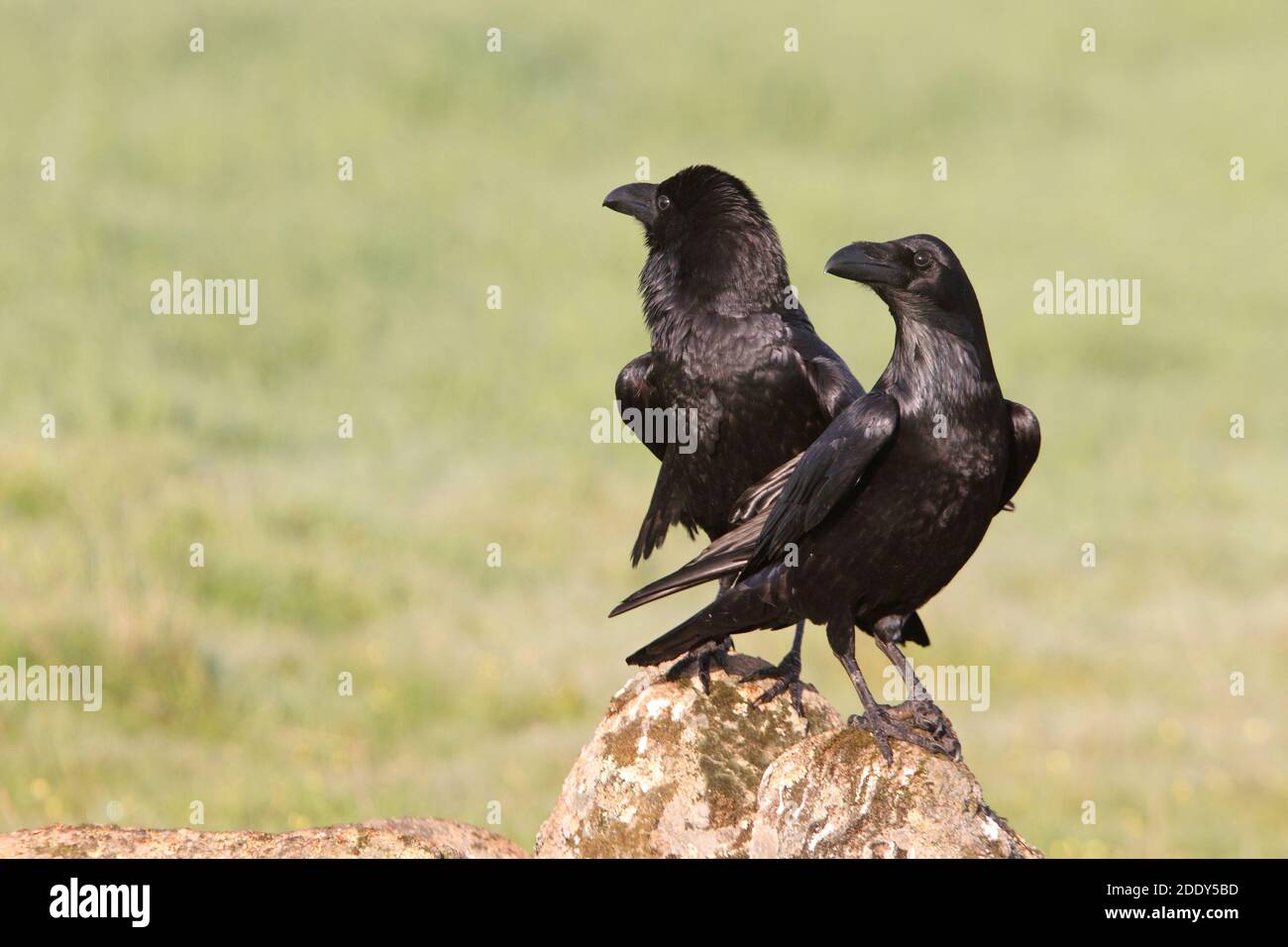 Early monrning hi-res stock photography and images - Alamy