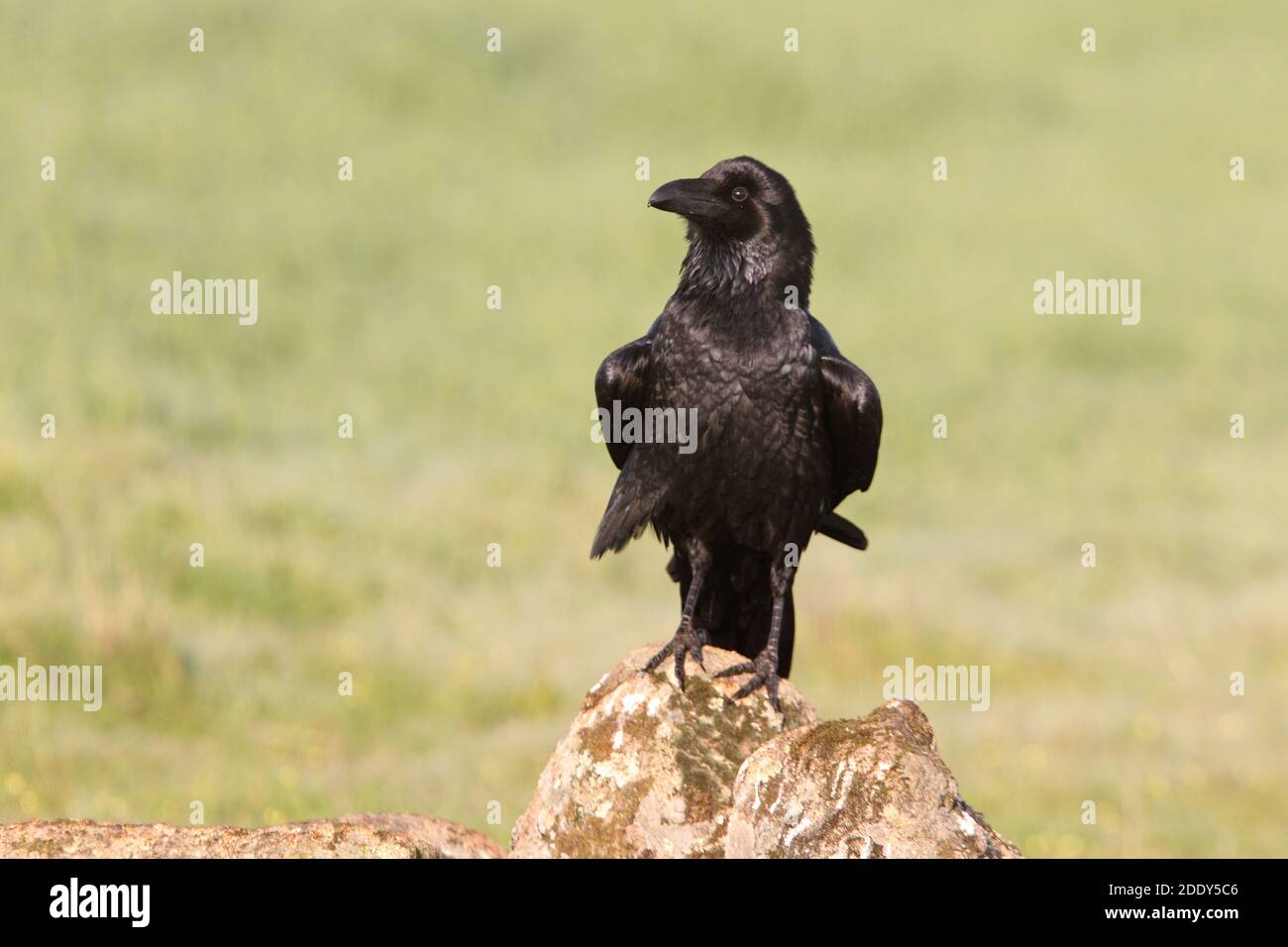 Common raven early morning Stock Photo - Alamy