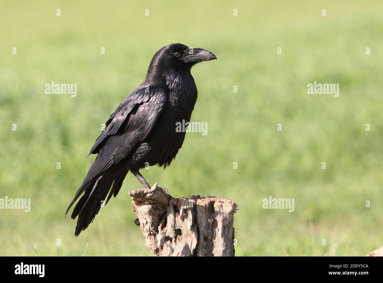 Common raven early morning Stock Photo - Alamy