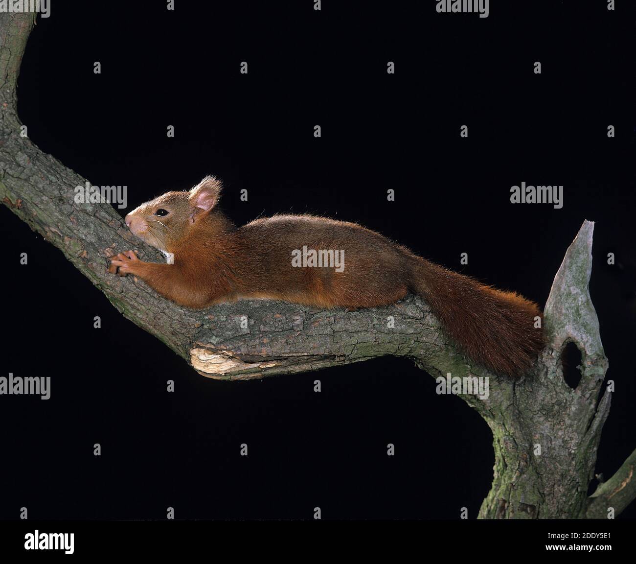 Sciurus vulgaris sleeping hi-res stock photography and images - Alamy