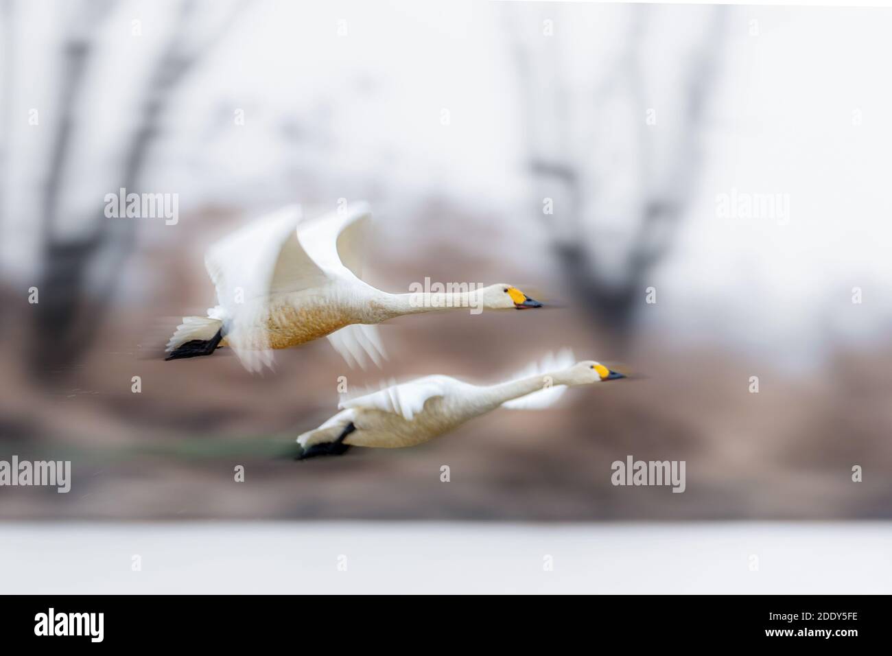 The crane dance Stock Photo - Alamy