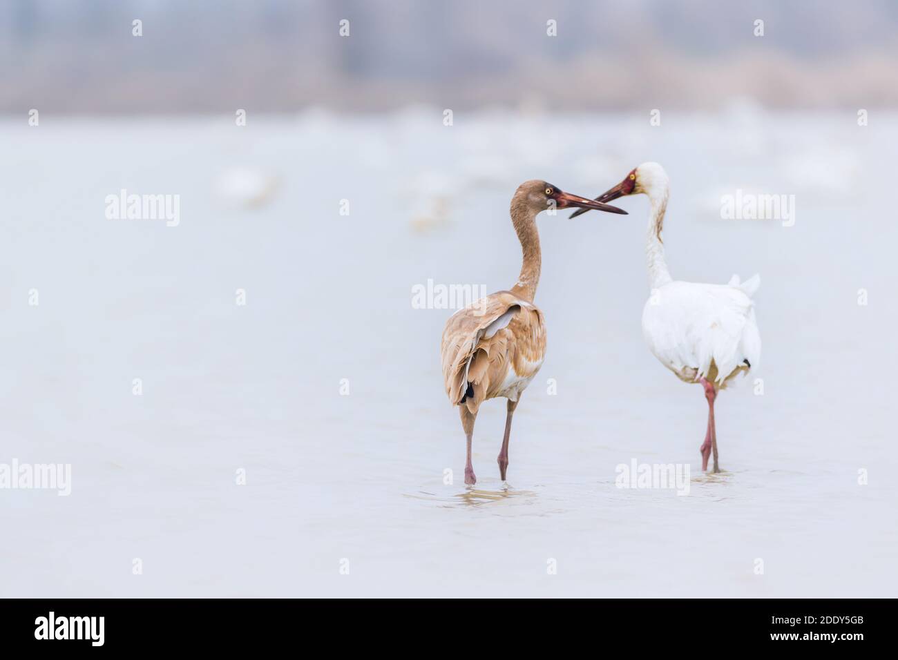 The crane dance Stock Photo - Alamy