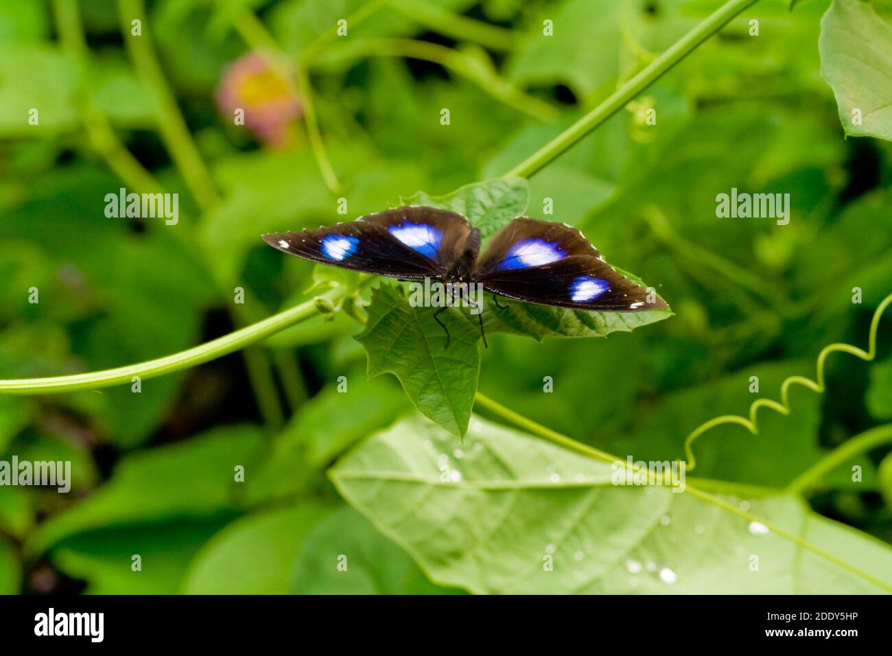 Blue moon butterfly hi-res stock photography and images - Alamy