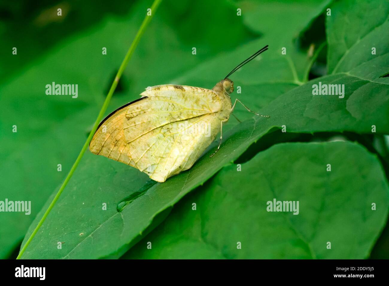 Butterfly wings closeup hi-res stock photography and images - Alamy