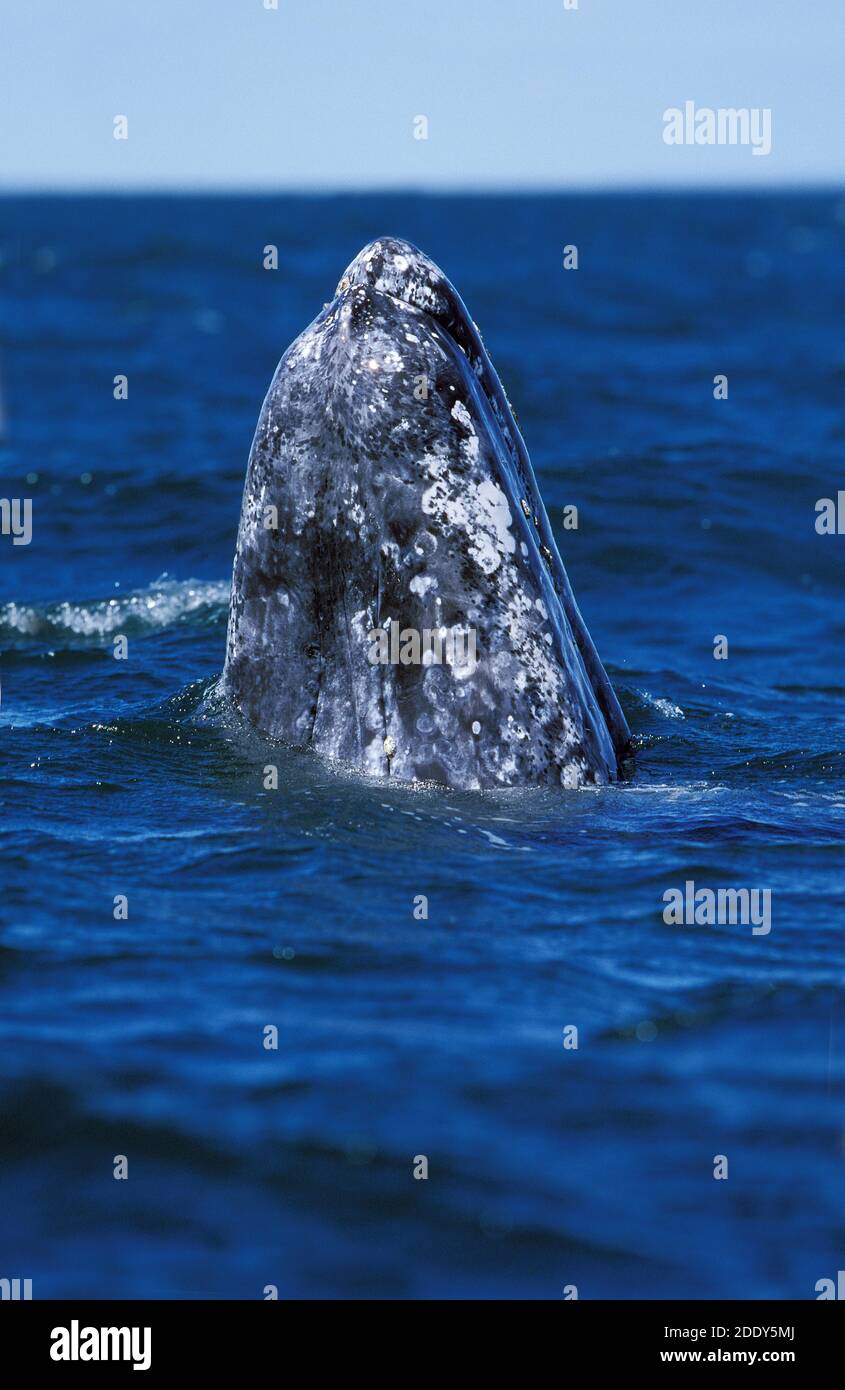 Eschrichtiidae hi-res stock photography and images - Alamy