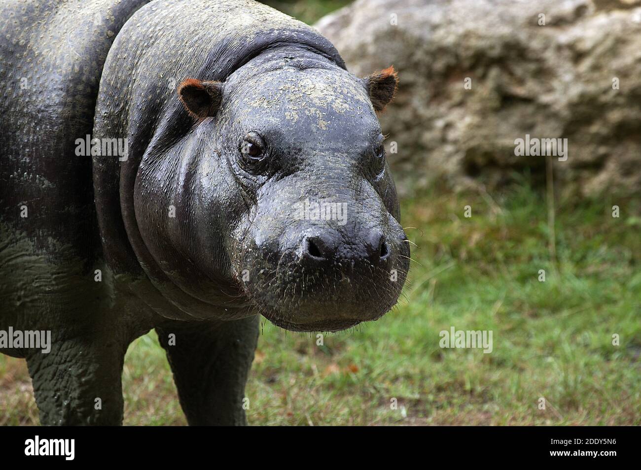 Pygmy Hippopotamus, choeropsis liberiensis, Portrait of Adult Stock ...