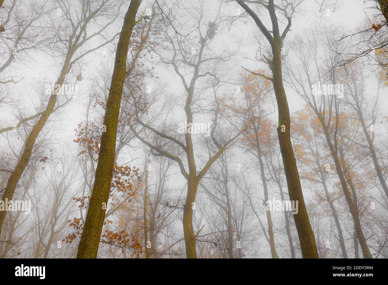 Top of the trees photographs from below Stock Photo - Alamy