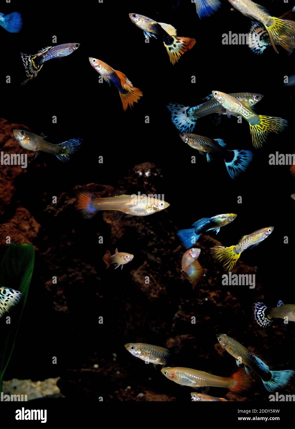 Guppy, poecilia reticulata, Aquarium fishes Stock Photo - Alamy