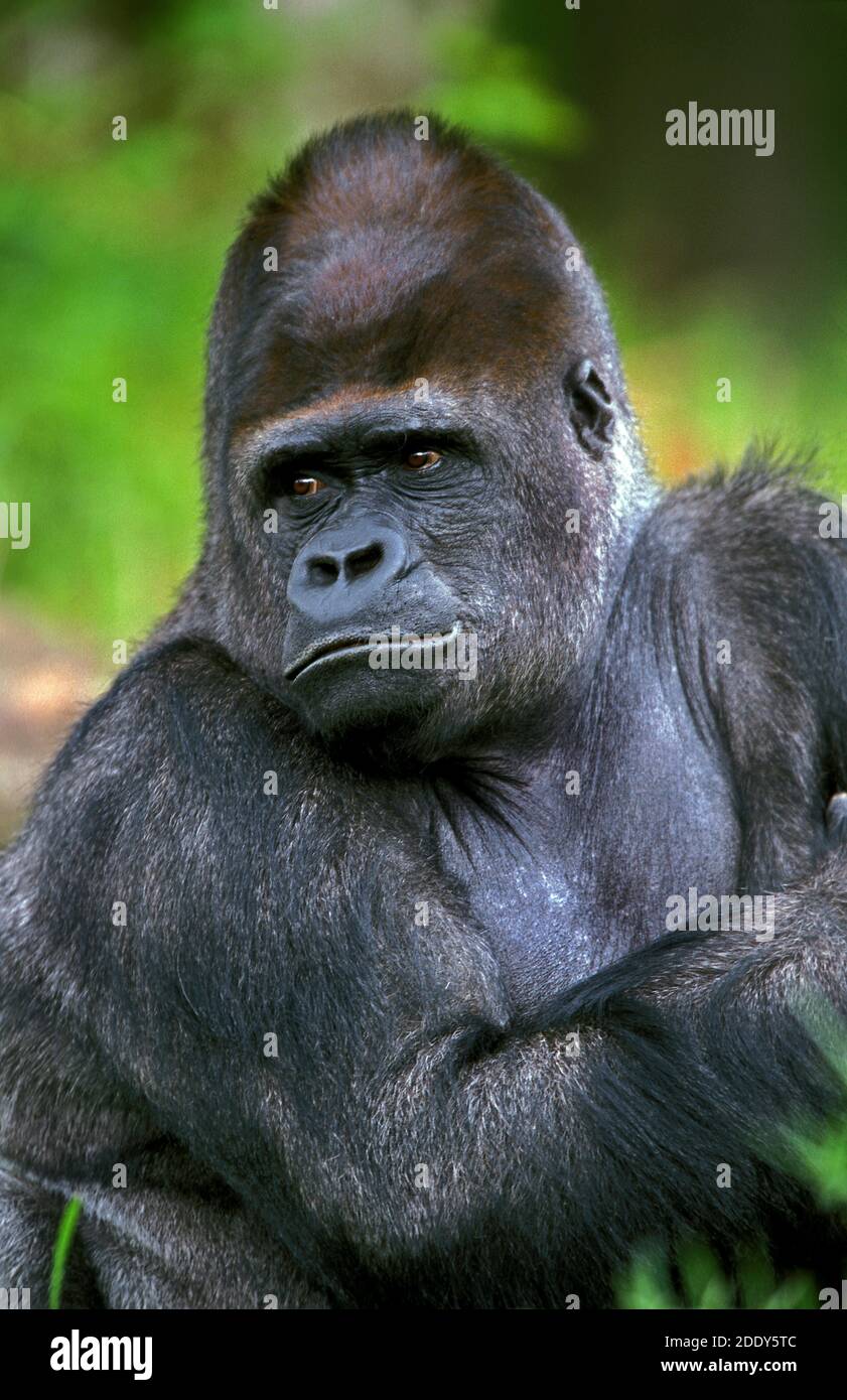 Eastern Lowland Gorilla, gorilla gorilla graueri, Male Stock Photo - Alamy