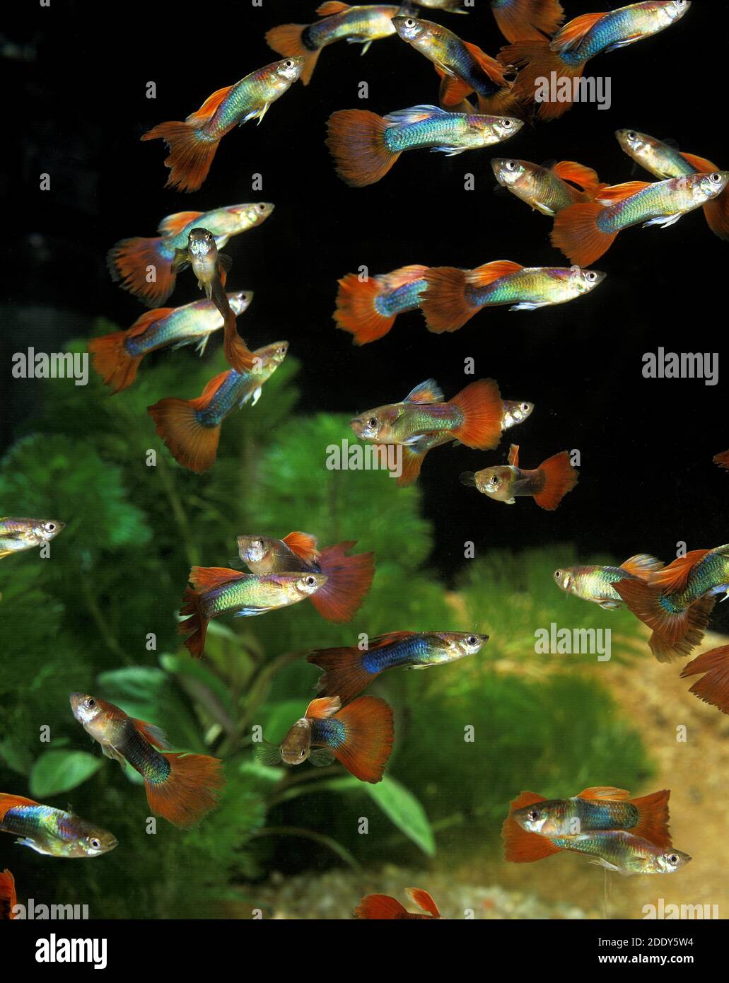 Guppy, poecilia reticulata, Aquarium fishes Stock Photo - Alamy