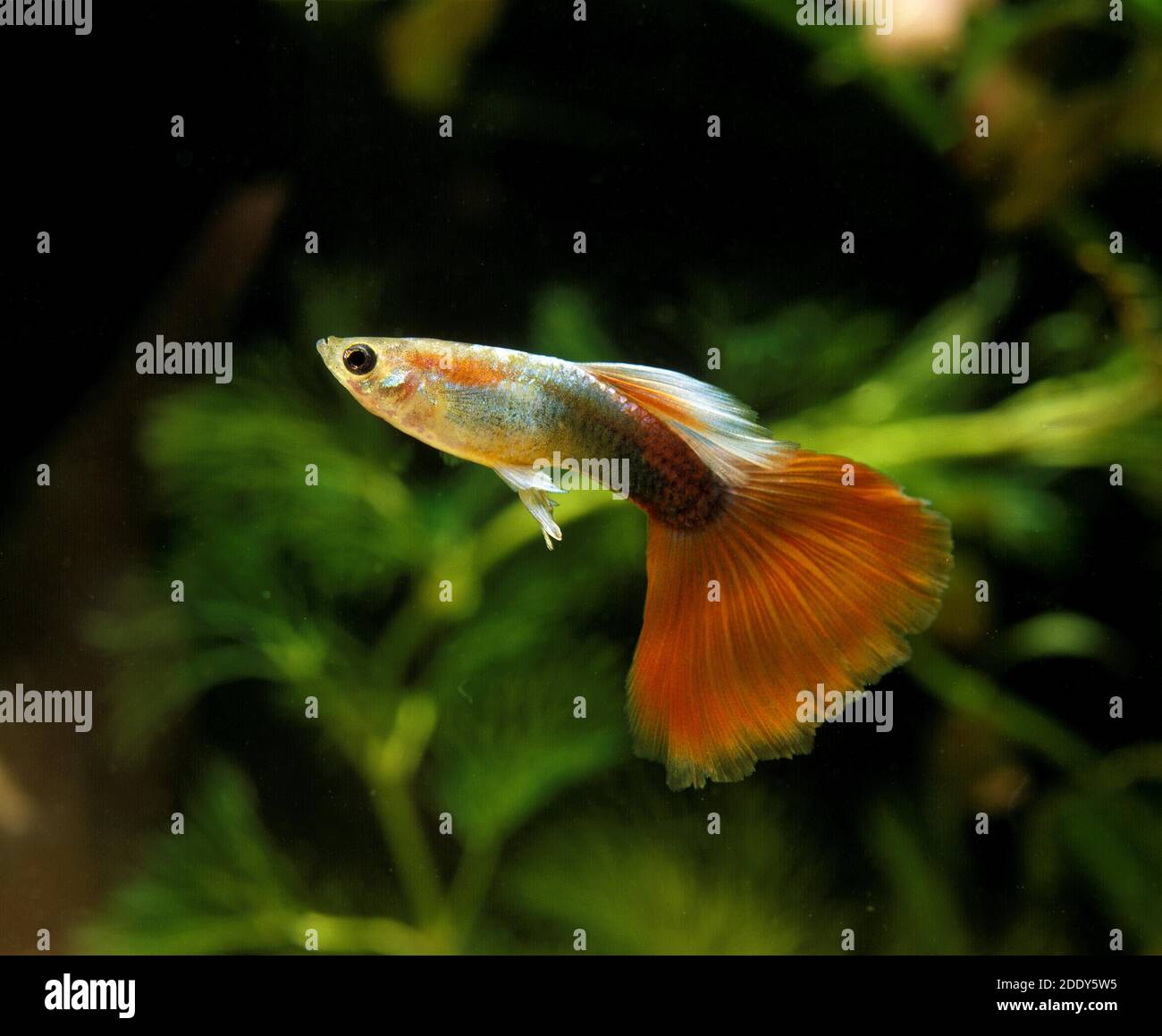 Guppy, poecilia reticulata, Aquarium Fish Stock Photo - Alamy