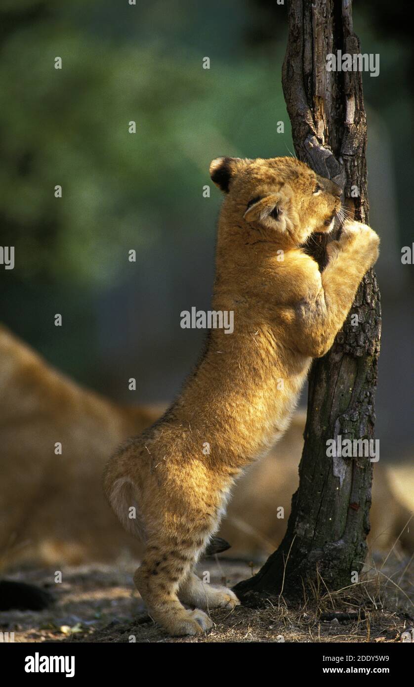 African Lion, panthera leo, Cub playing with Tree Trunk, standing on ...