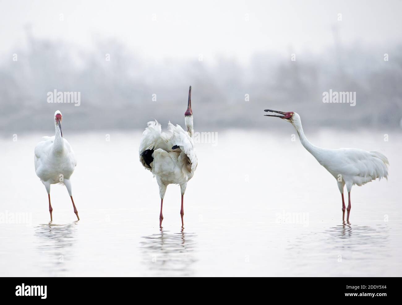 The crane dance Stock Photo - Alamy
