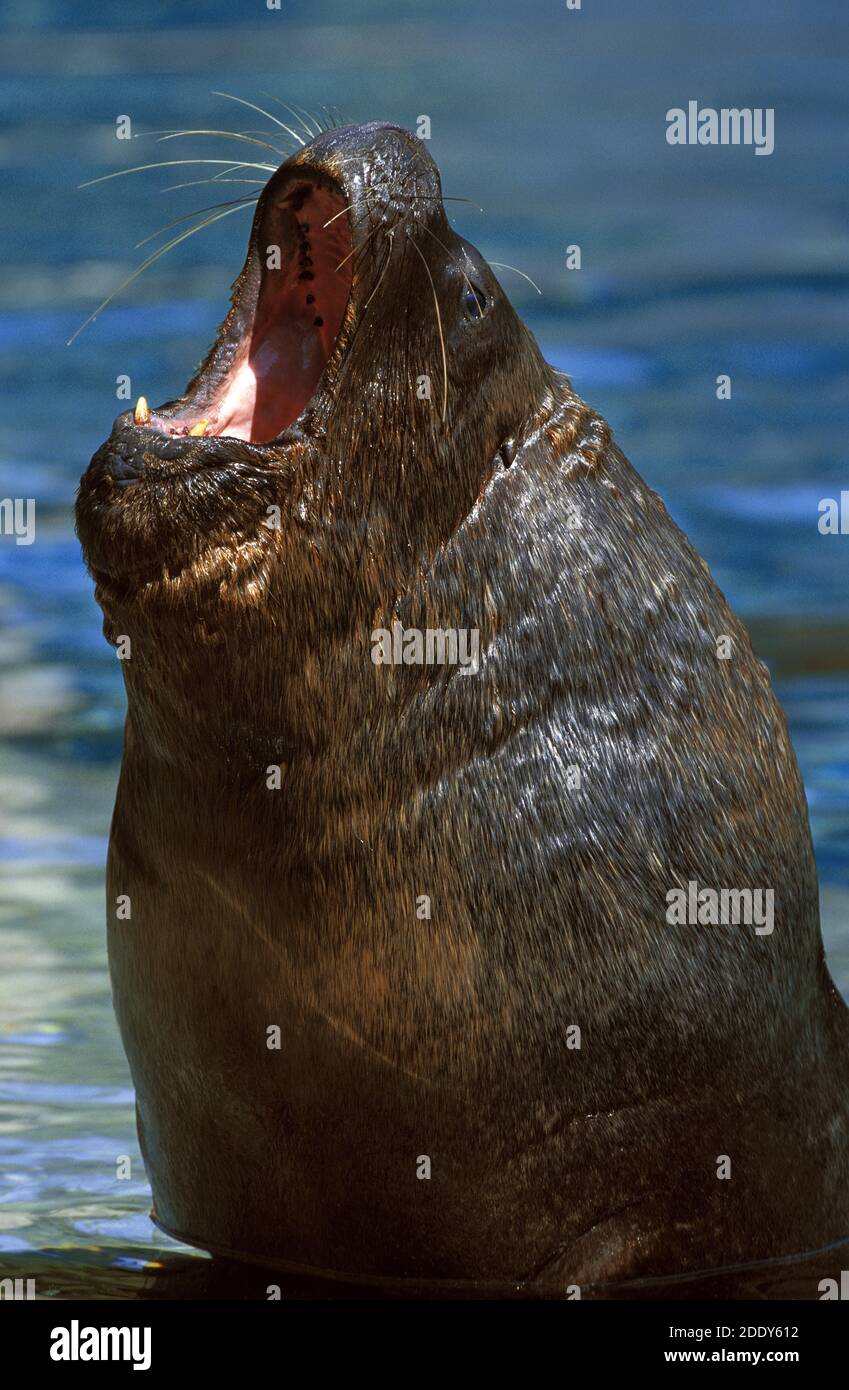 Fur Seal, Male Calling Stock Photo - Alamy