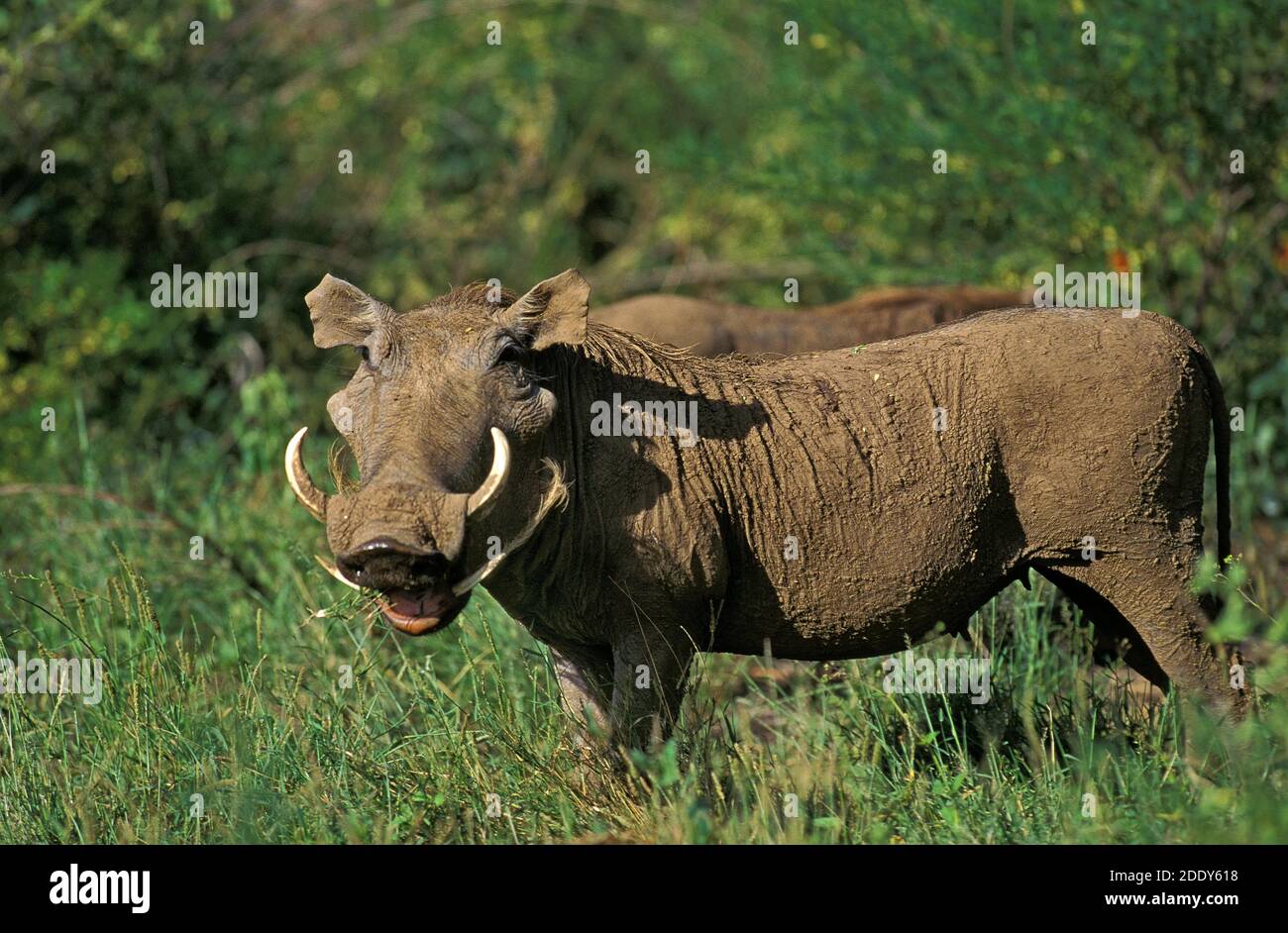 Warthog, phacochoerus aethiopicus, Adult with Long Tusks, Masai Mara ...