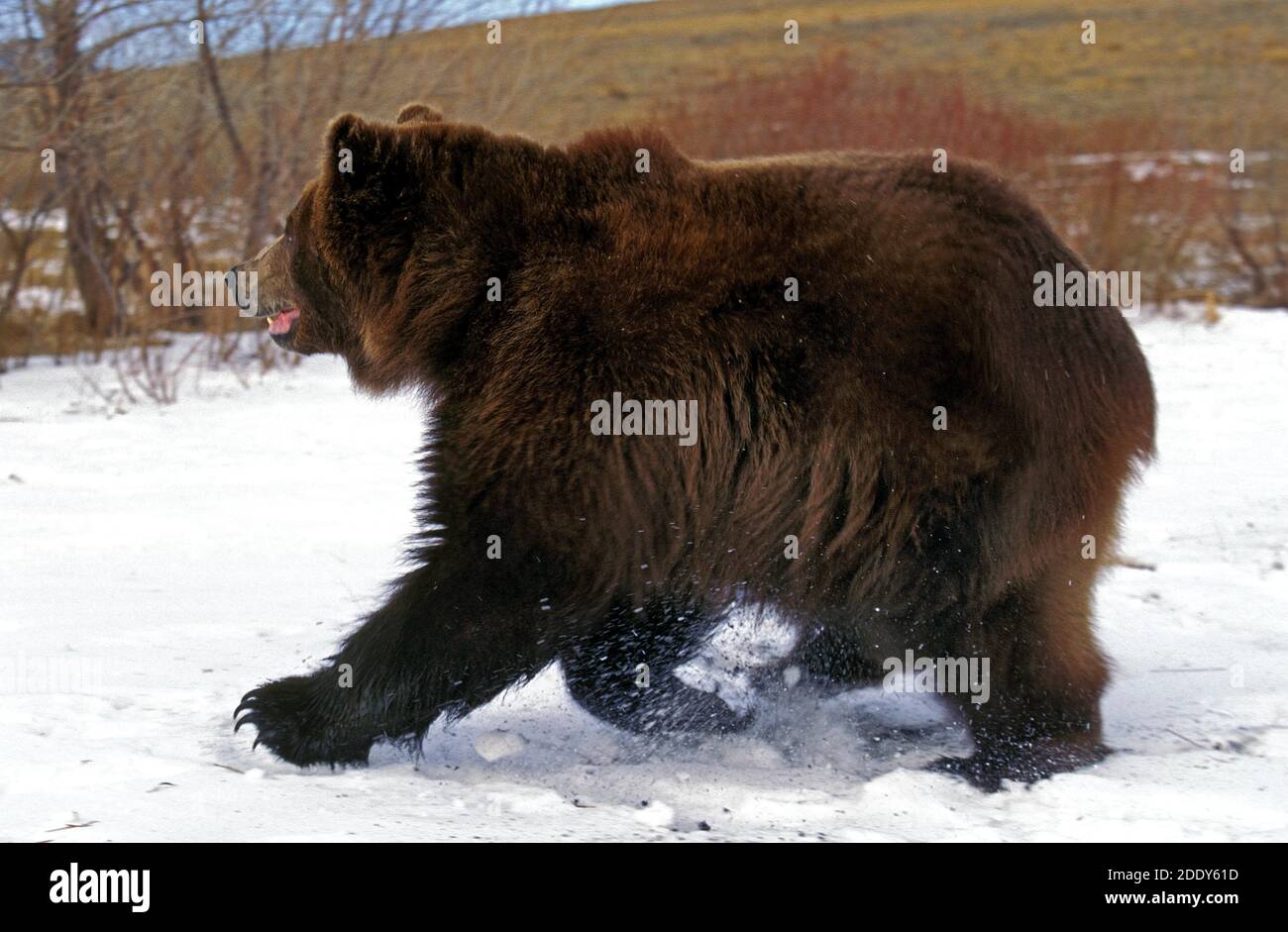 Kodiak Bear, ursus arctos middendorffi, Adult walking on Snow, Alaska ...