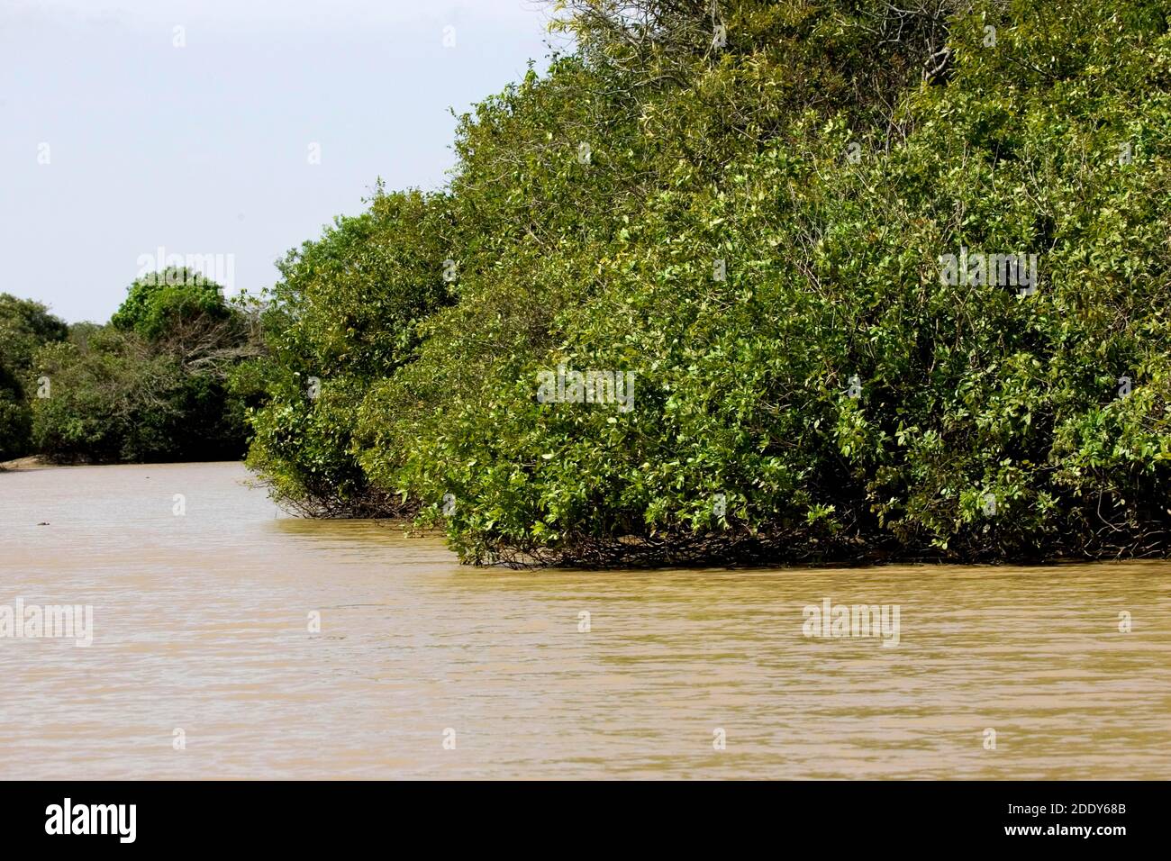 River and Forest in Orinoco Delta, Venezuela Stock Photo - Alamy