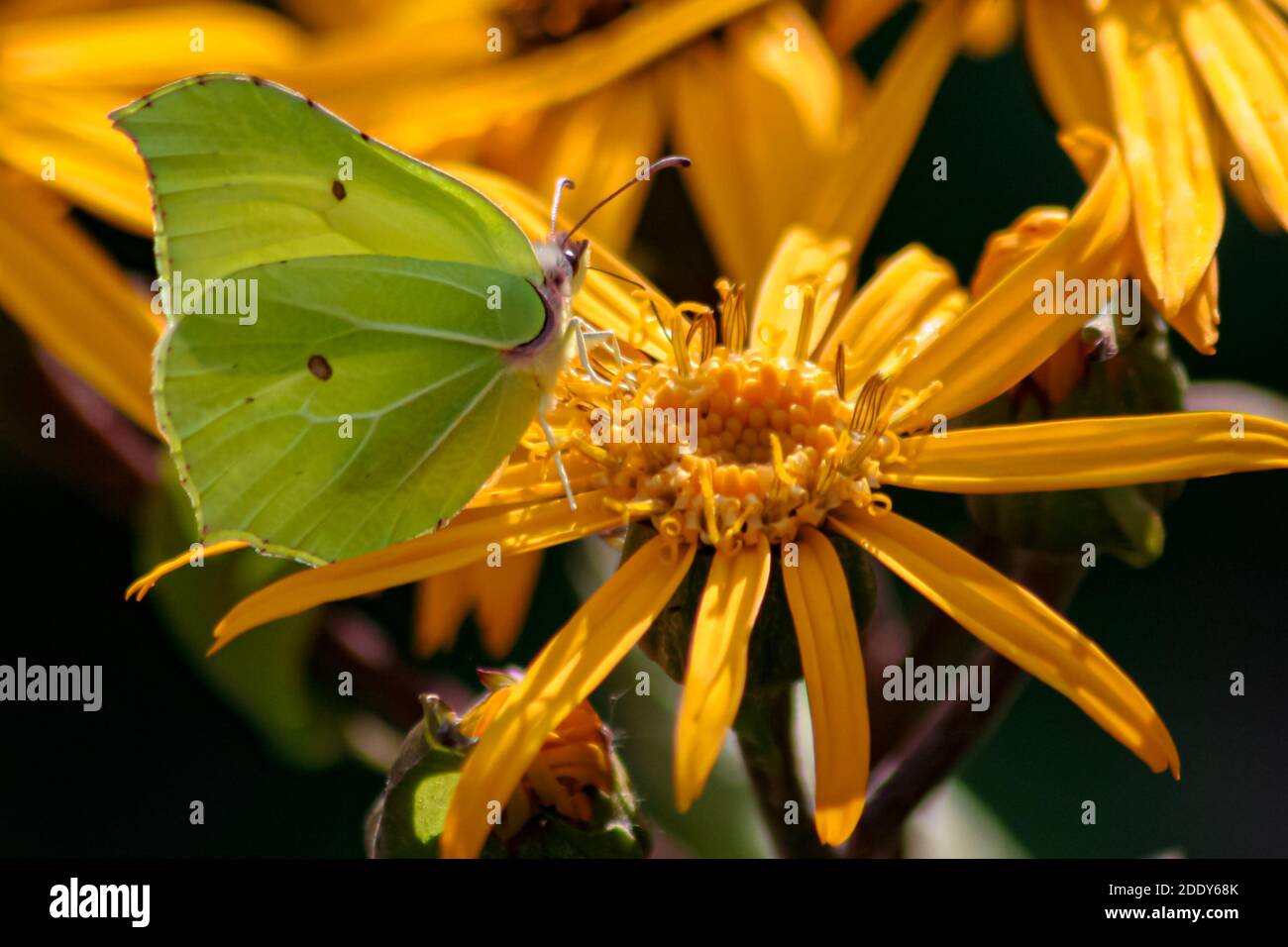 Brimstone butterfly yellow hi-res stock photography and images - Alamy