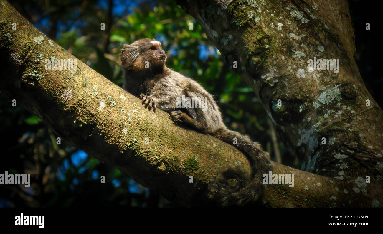 Fifty five animals hi-res stock photography and images - Alamy