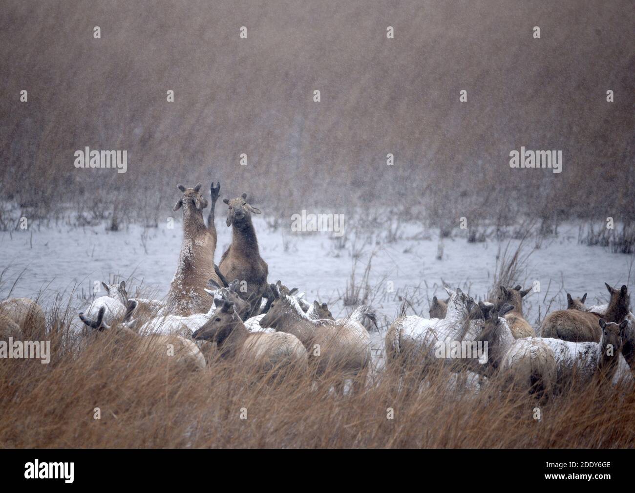 The Chinese yellow sea in jiangsu yancheng dafeng elk national nature ...
