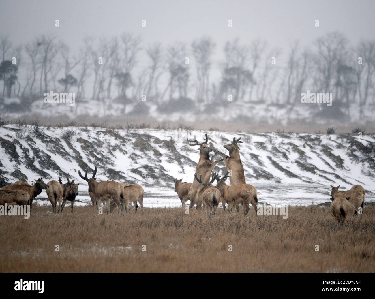 The Chinese yellow sea in jiangsu yancheng dafeng elk national nature ...