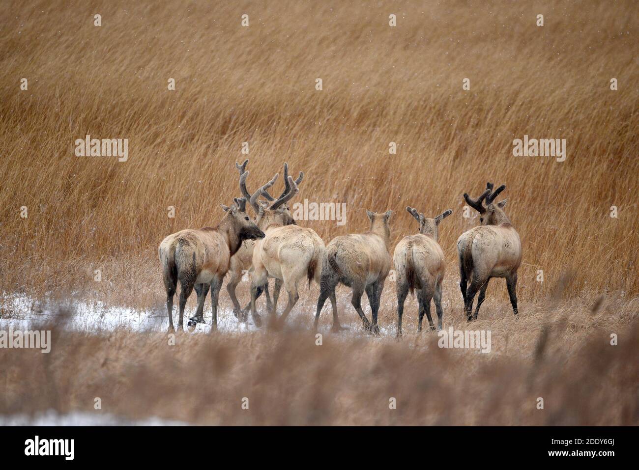 The Chinese yellow sea in jiangsu yancheng dafeng elk national nature ...