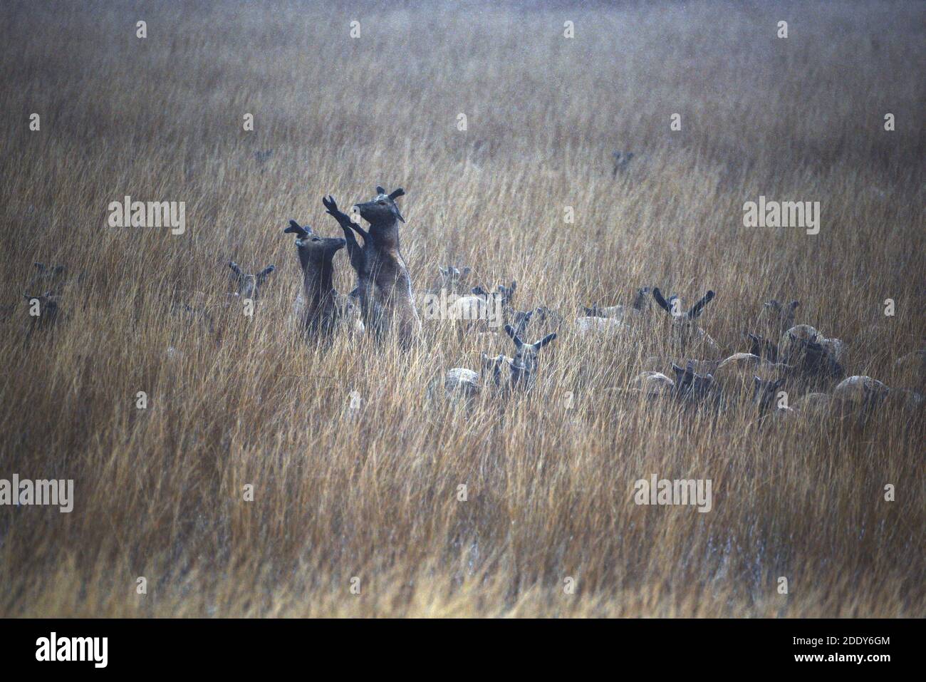 The Chinese yellow sea in jiangsu yancheng dafeng elk national nature ...