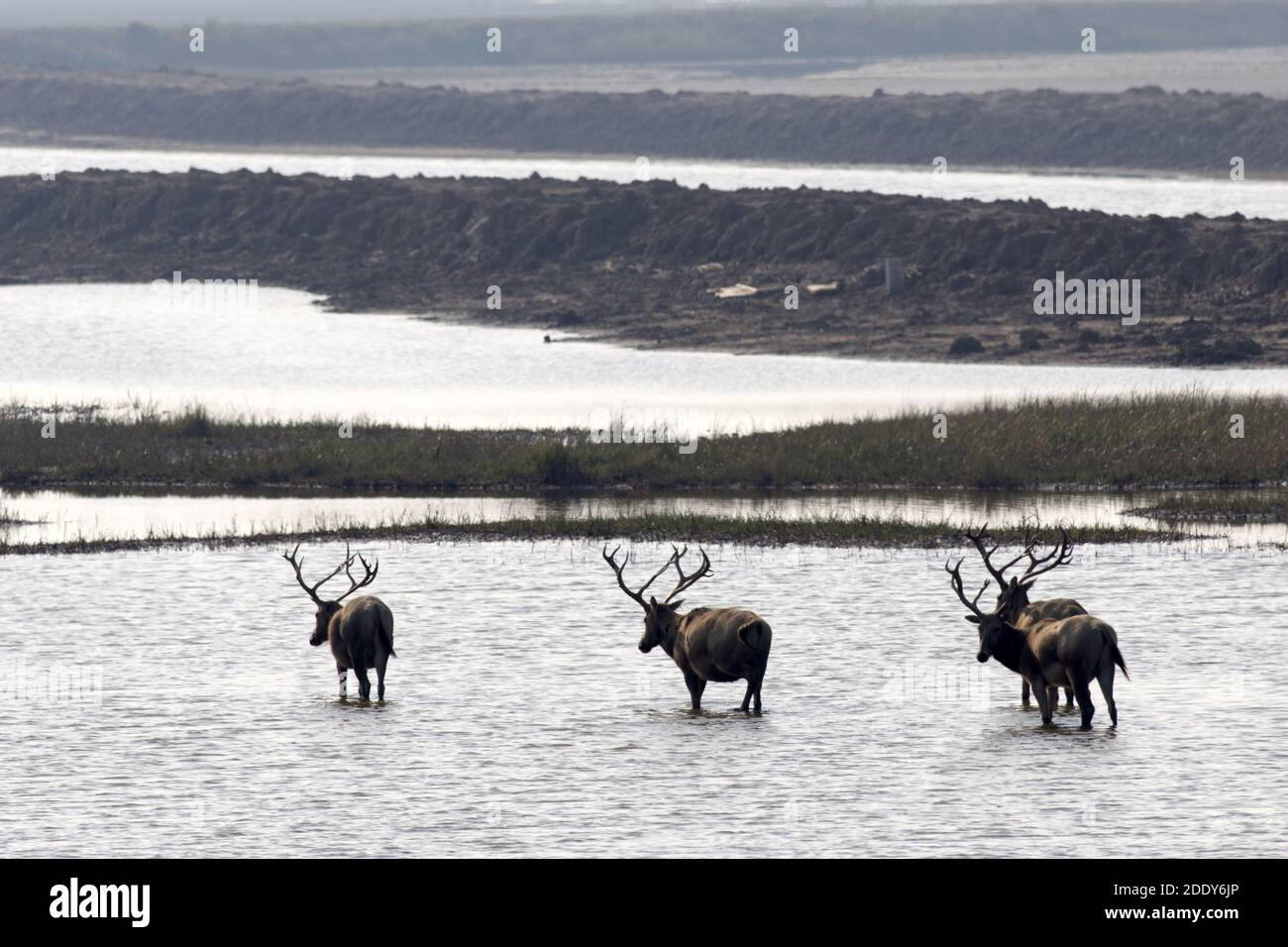 Yellow sea china nature reserve hi-res stock photography and images - Alamy
