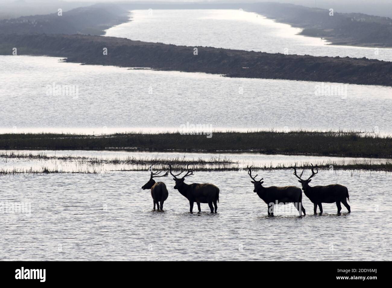 Yellow sea china nature reserve hi-res stock photography and images - Alamy