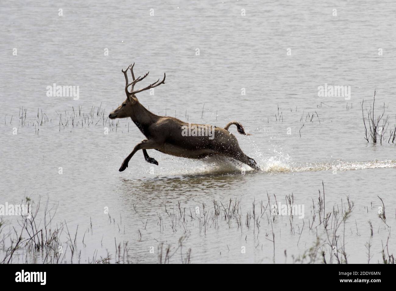 The Chinese yellow sea in jiangsu yancheng dafeng elk national nature ...