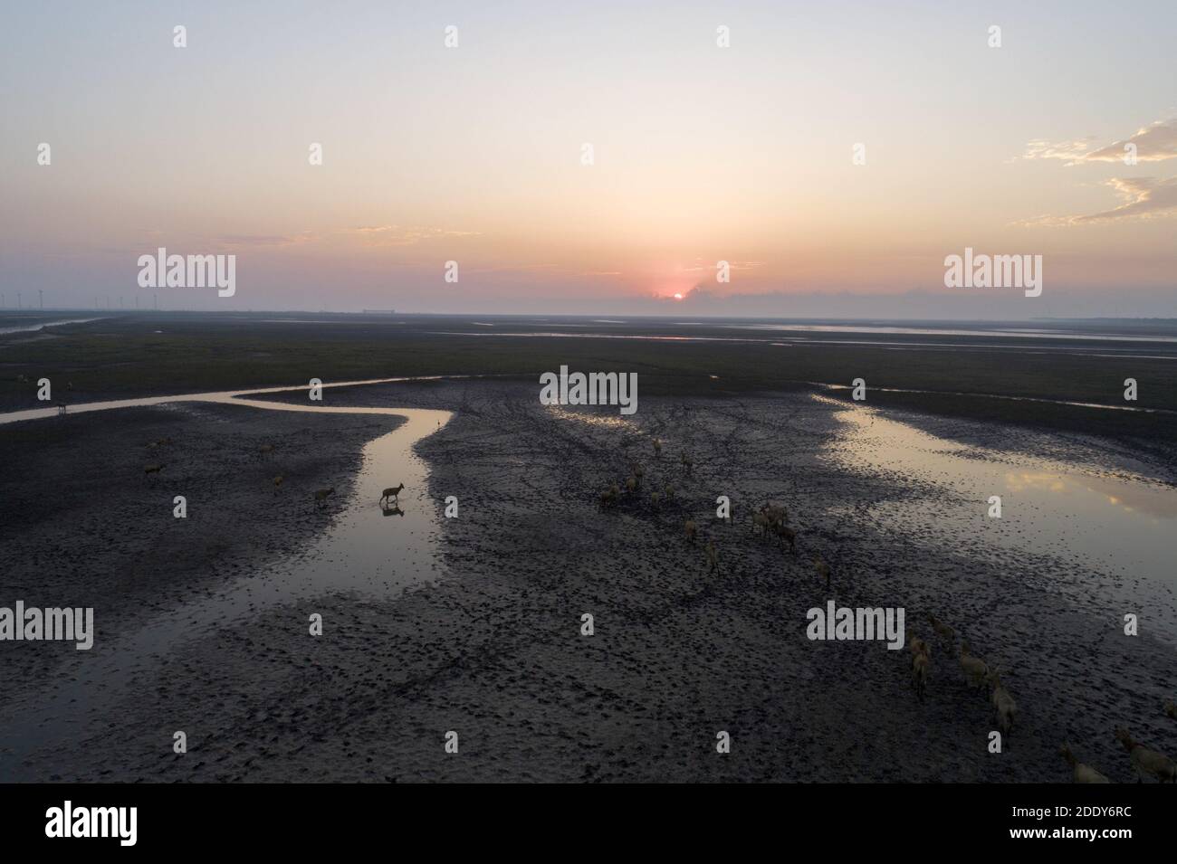 The Chinese yellow sea in jiangsu yancheng dafeng elk national nature ...