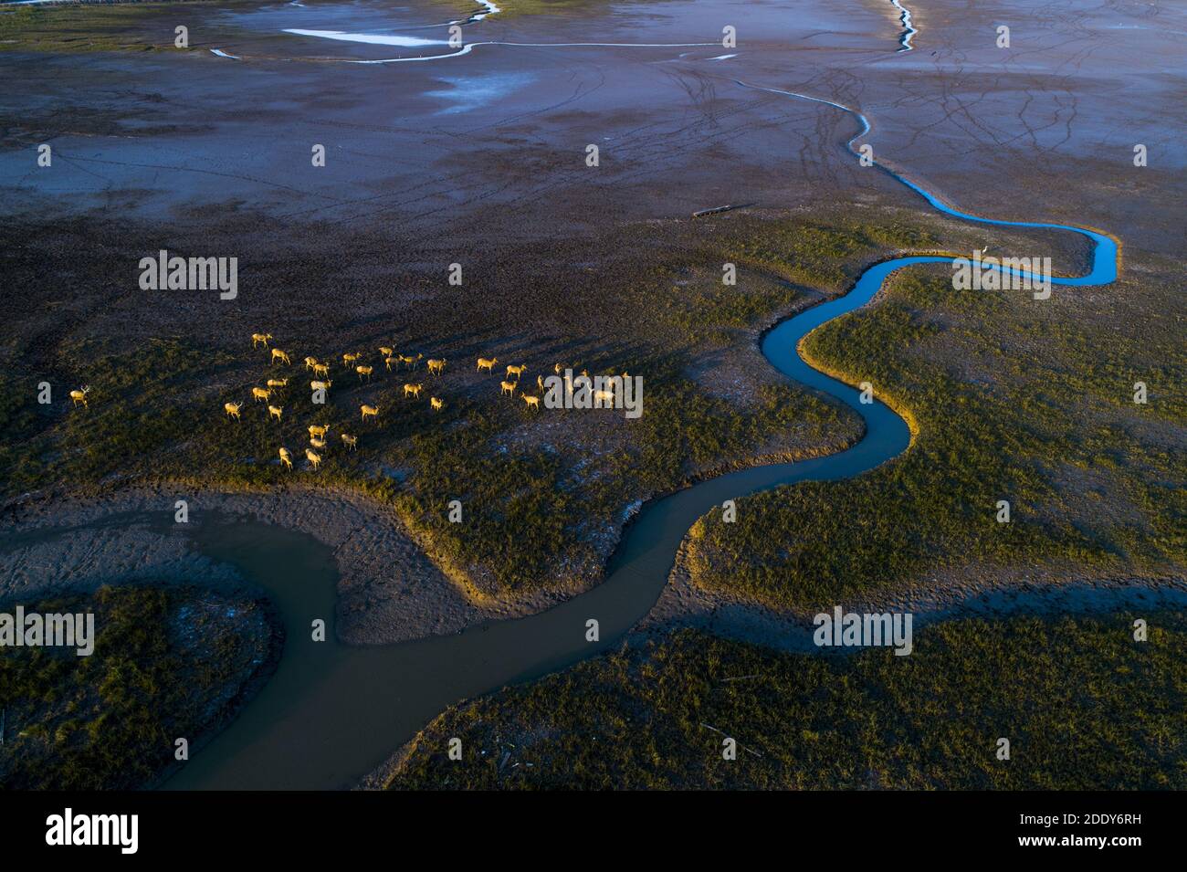 The Chinese yellow sea in jiangsu yancheng dafeng elk national nature ...