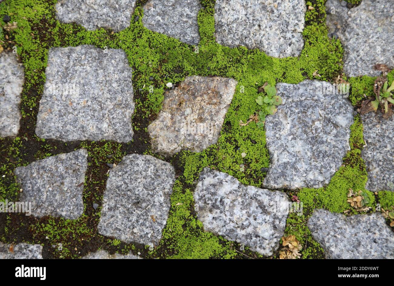 moss on stone Stock Photo - Alamy