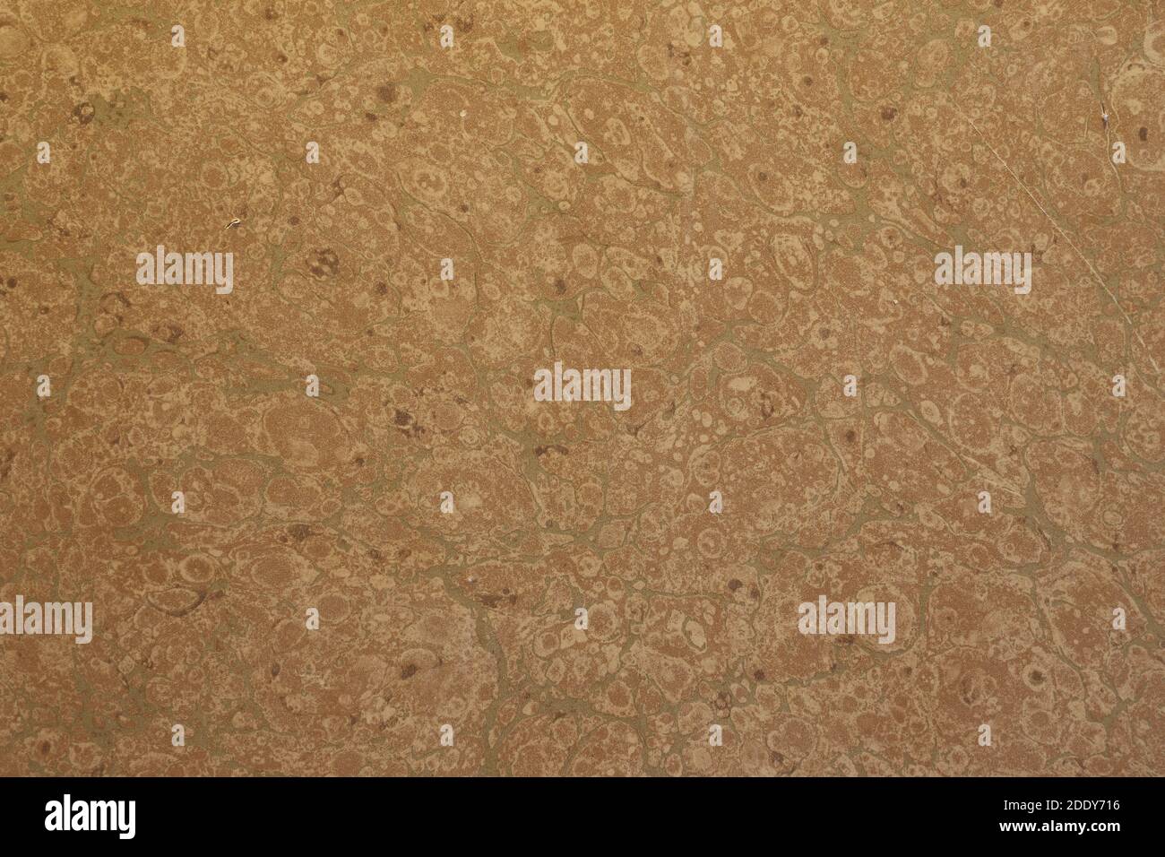 texture of cork Stock Photo - Alamy