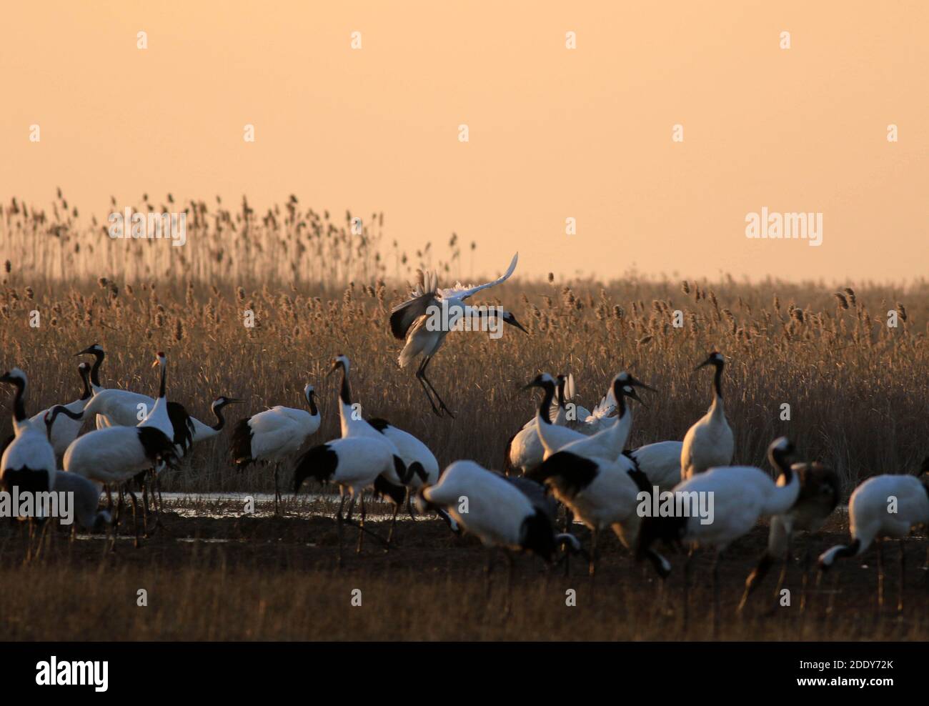 Sheyang county, yancheng city, jiangsu province of China national red ...
