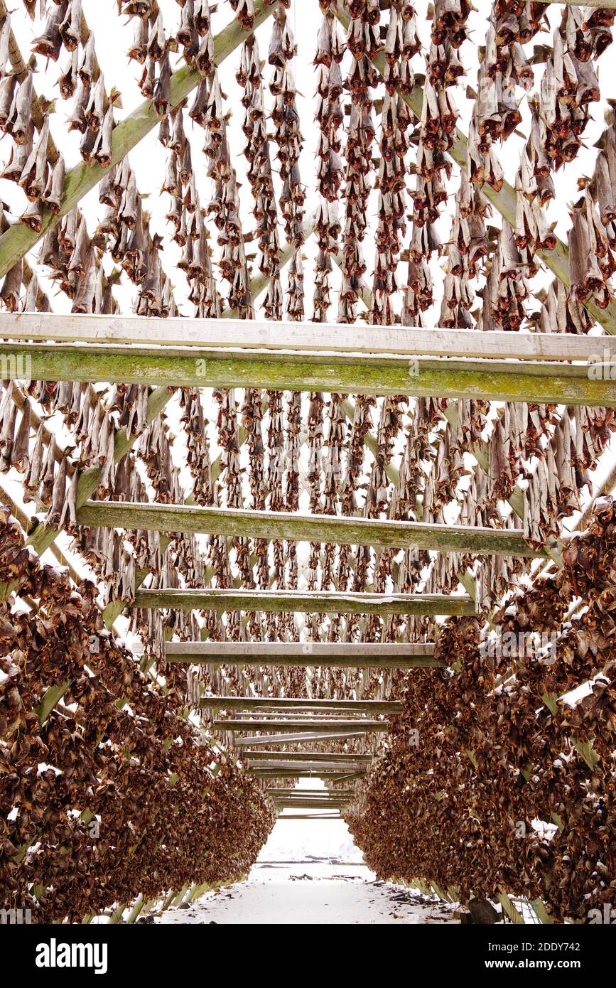Drying cod fish in winter. Reine fishing village, Lofoten islands ...