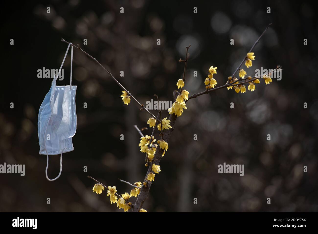 "Mask" the spring Stock Photo - Alamy