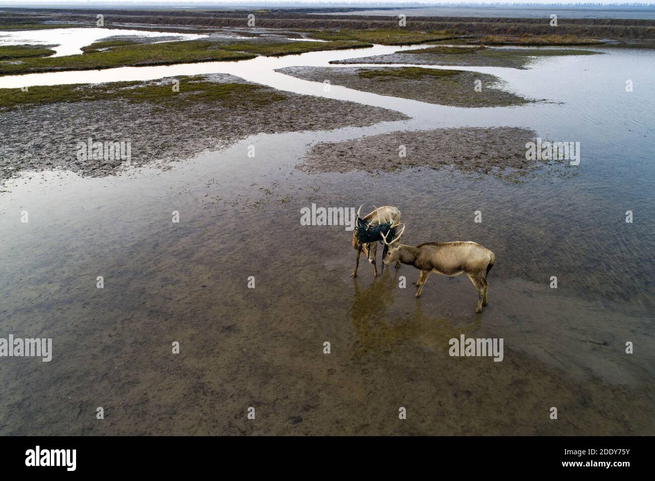 Yancheng dafeng hi-res stock photography and images - Alamy