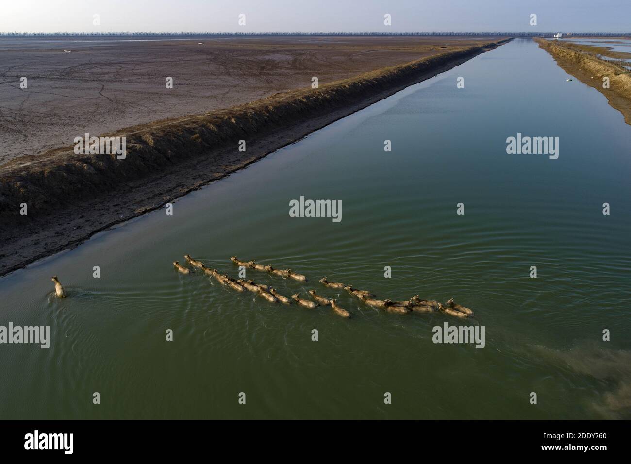 The Chinese yellow sea in jiangsu yancheng dafeng elk national nature ...