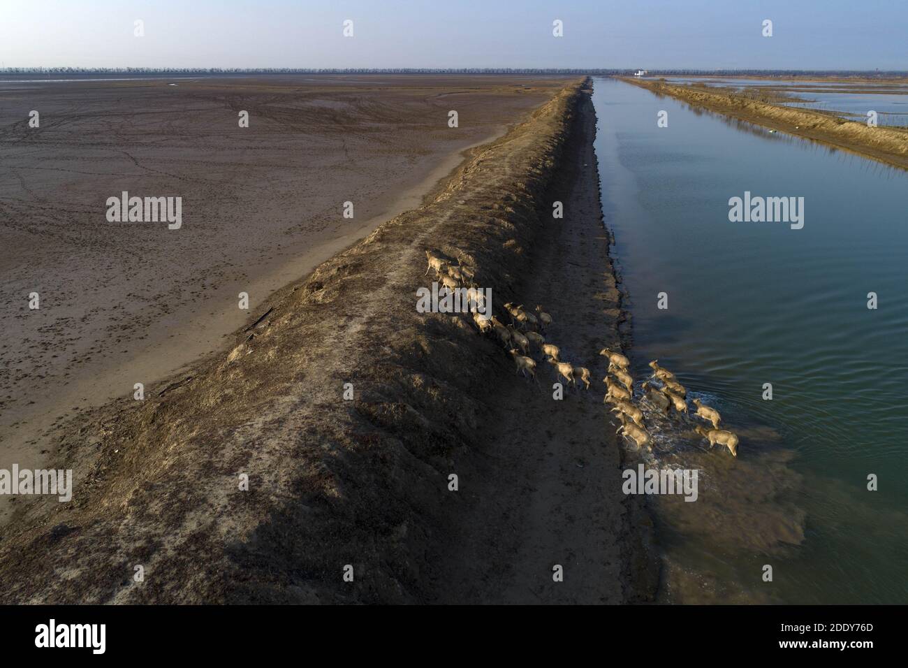 The Chinese yellow sea in jiangsu yancheng dafeng elk national nature ...