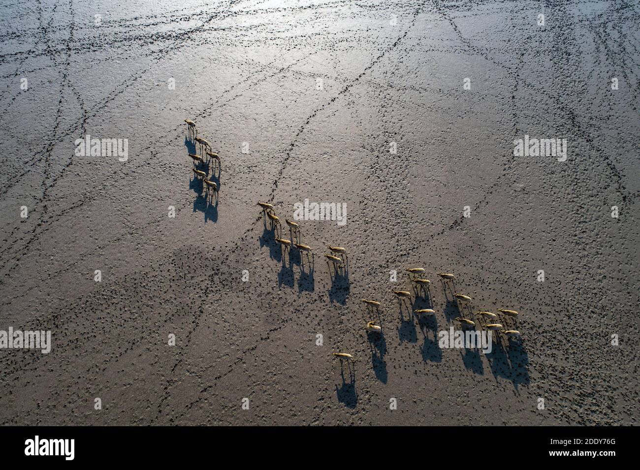 Yancheng dafeng hi-res stock photography and images - Alamy