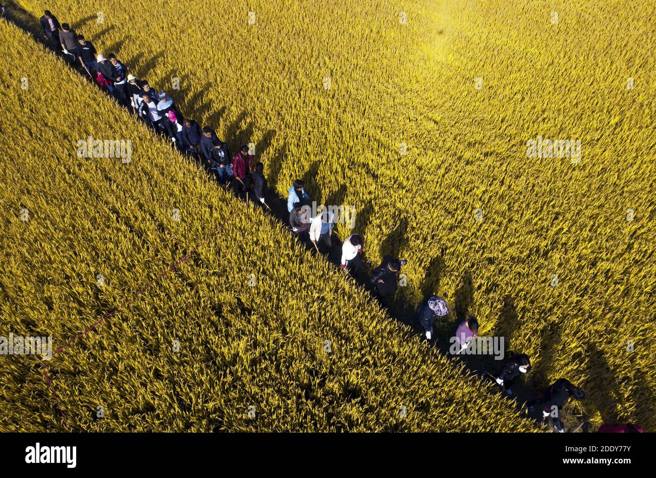 Golden rice grain hi-res stock photography and images - Alamy