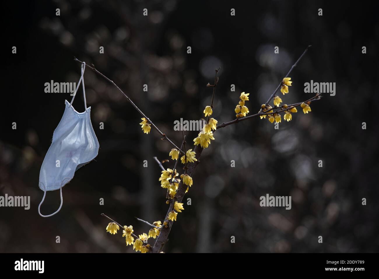 "Mask" the spring Stock Photo - Alamy