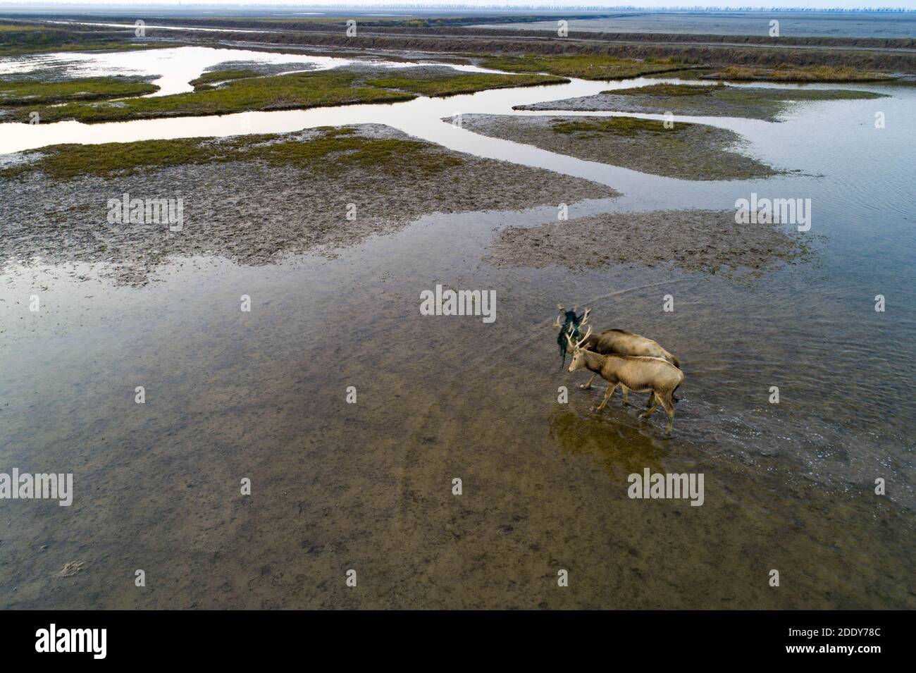 The Chinese yellow sea in jiangsu yancheng dafeng elk national nature ...