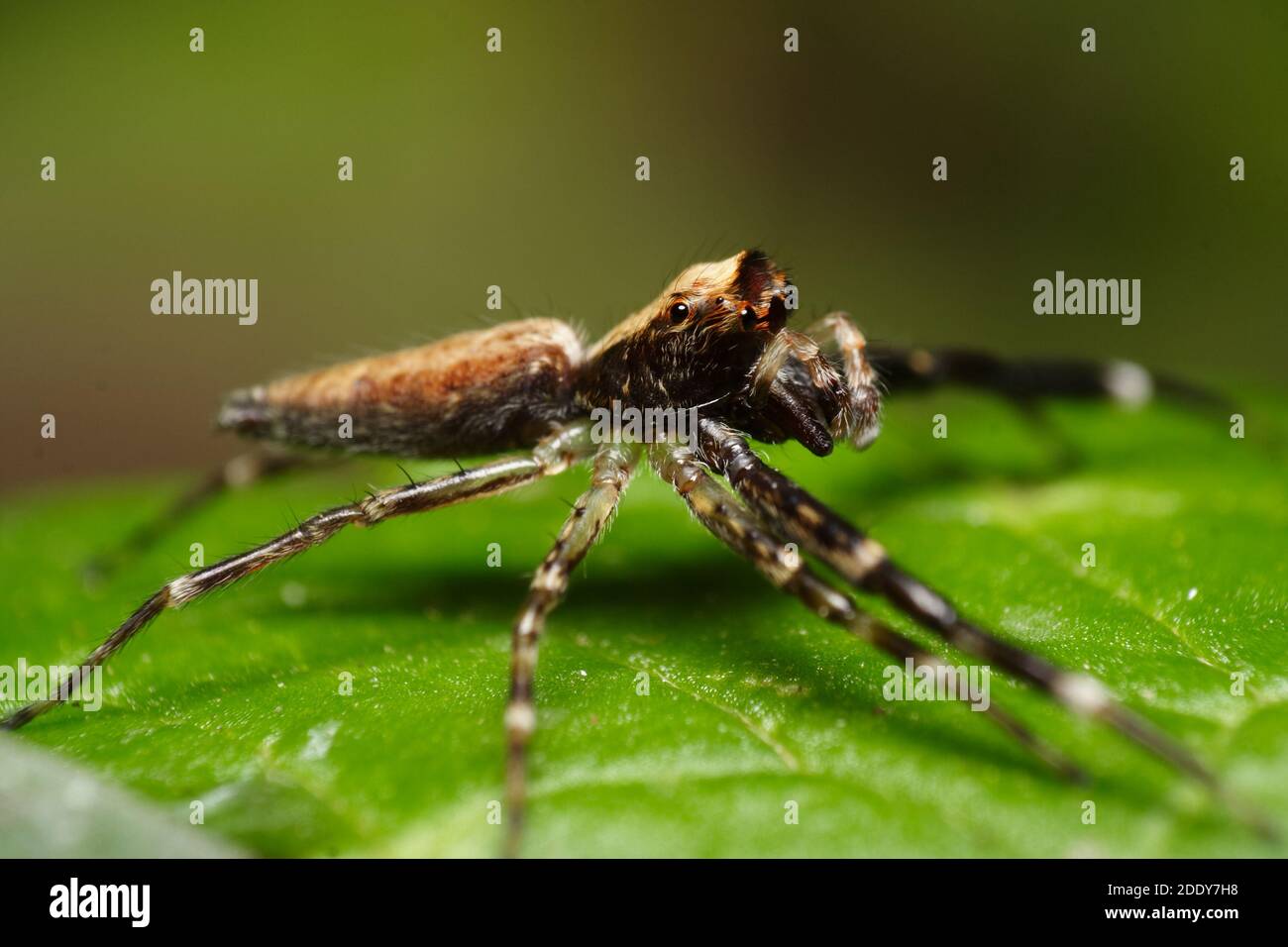 Bronze Jumping Spider (Helpis minitabunda Stock Photo - Alamy