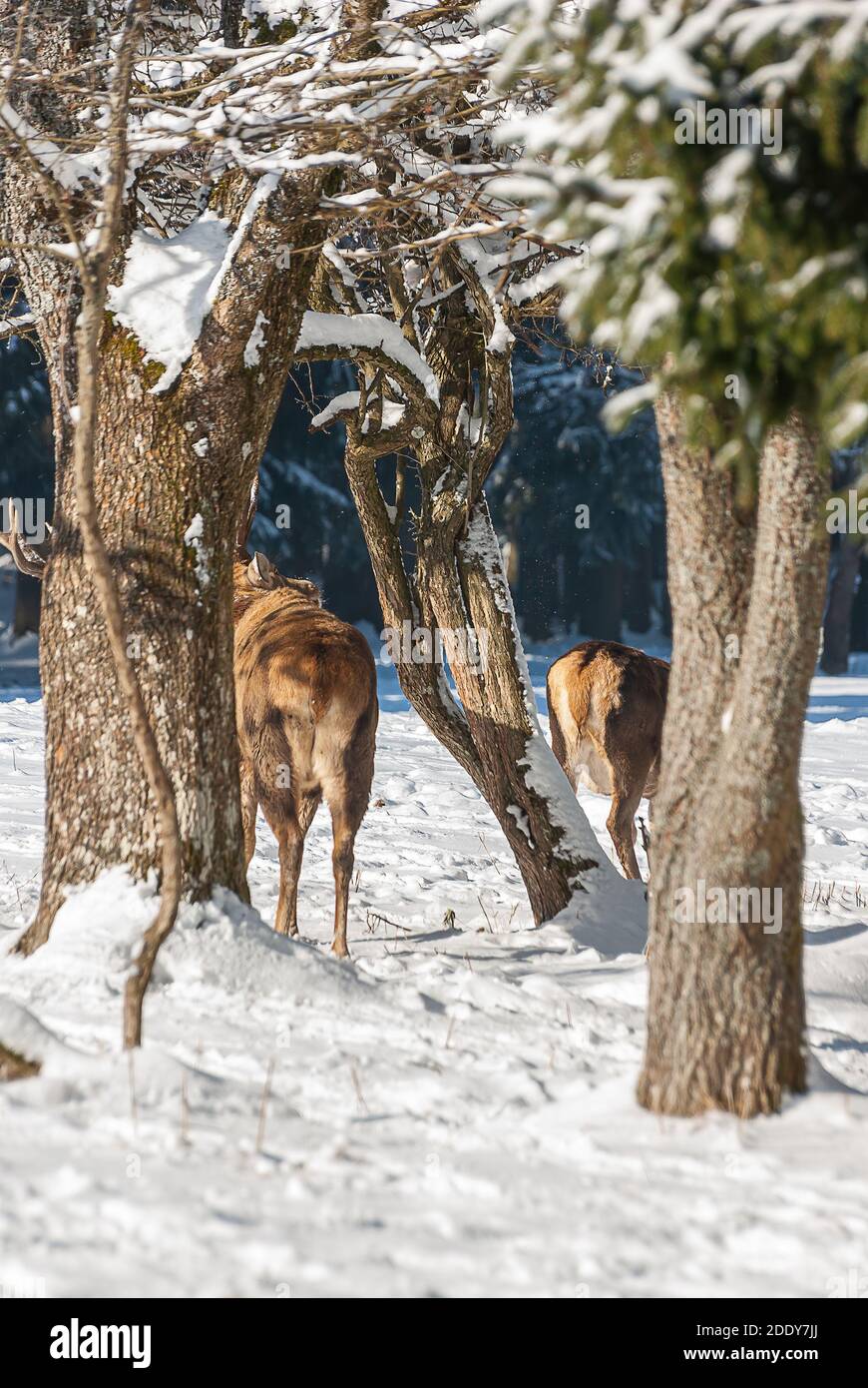 Red deer browsing in the winter forest Stock Photo - Alamy