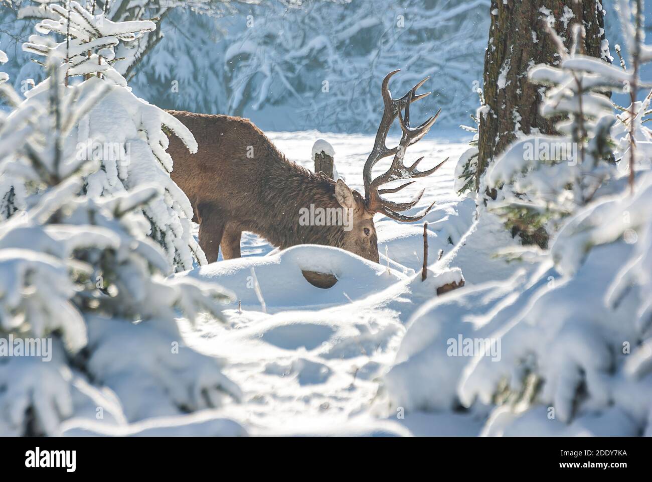 Winter deer forest hi-res stock photography and images - Alamy