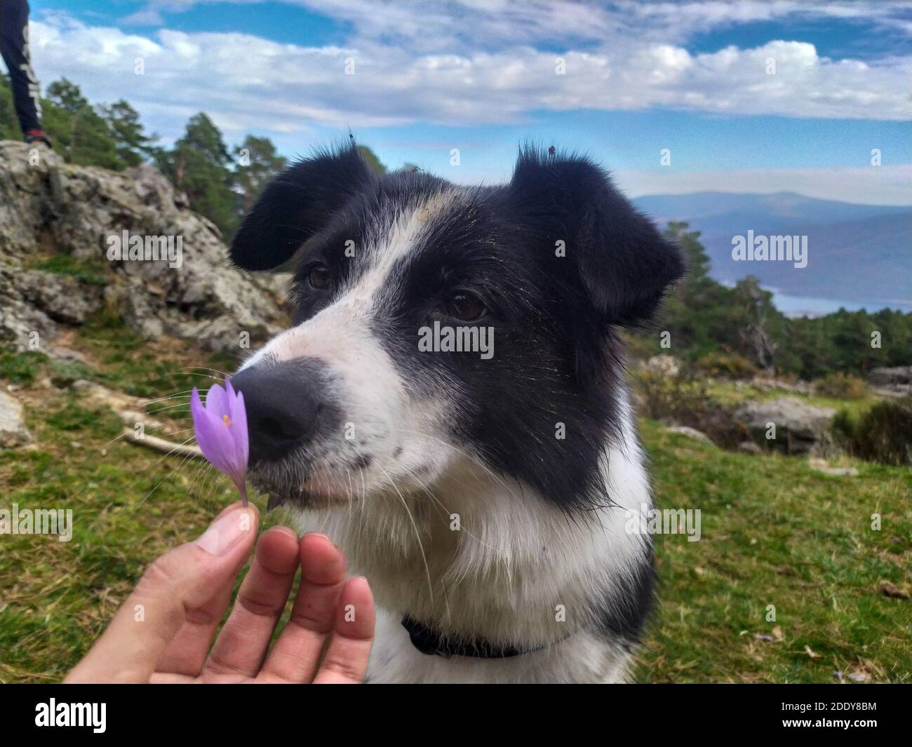 A closeup shot of an adorable dog in a natural environment Stock Photo ...