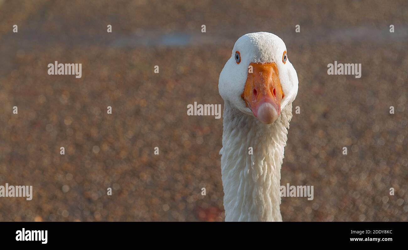 Close-up of goose's face staring Stock Photo - Alamy