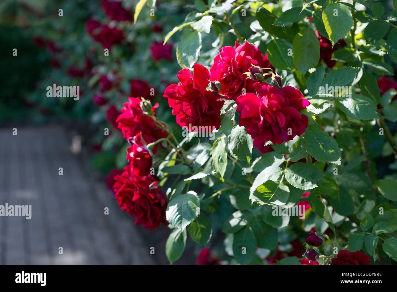 Flower of a red rose blooms in the garden Stock Photo - Alamy
